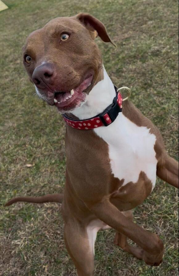 Meet Bowser The Gentle Giant Looking For His Dubuque Forever Home ...