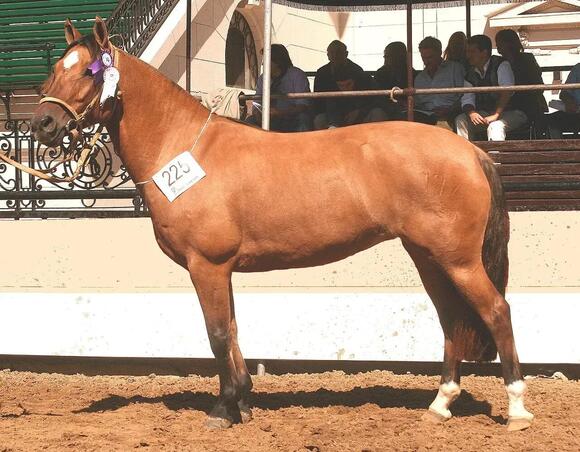 15 Horse Breeds That Bond So Deeply With One Rider They Never Fully ...