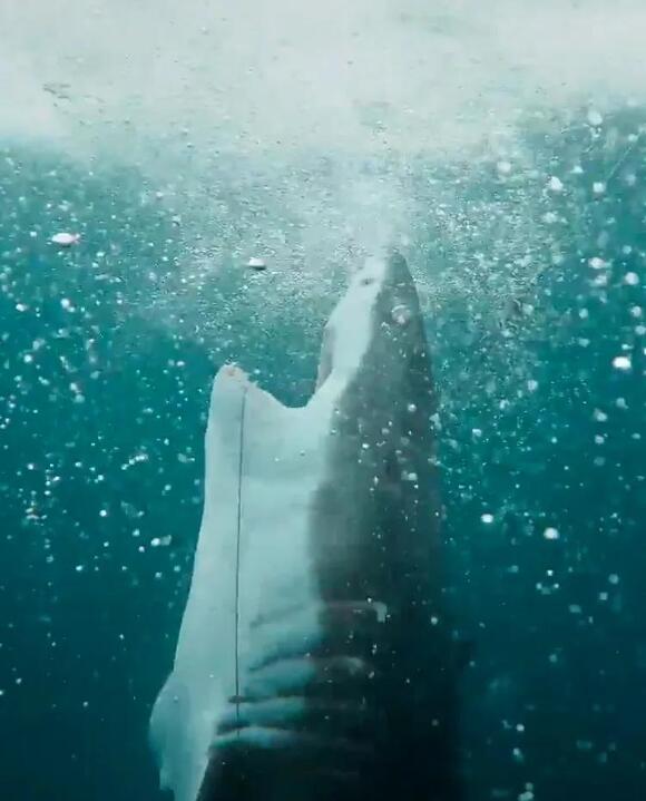 Scientists spot ‘nursery’ of baby great white sharks off NYC’s coast in ...