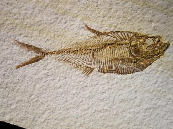 Have We Found Fossils of Fish Living Inside Other Fossils? - NewsBreak