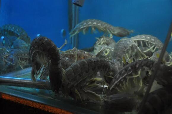 What Happens When Animals Evolve to Become Invisible in Broad Daylight ...