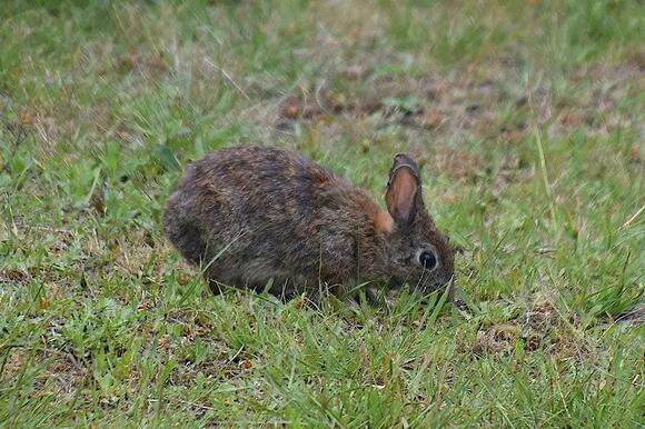 Meet the 5 Rabbit Species You Can Find in Yosemite National Park ...