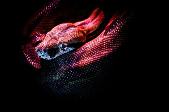 The Most Elusive Snake in the World Rarely Seen by Humans - NewsBreak