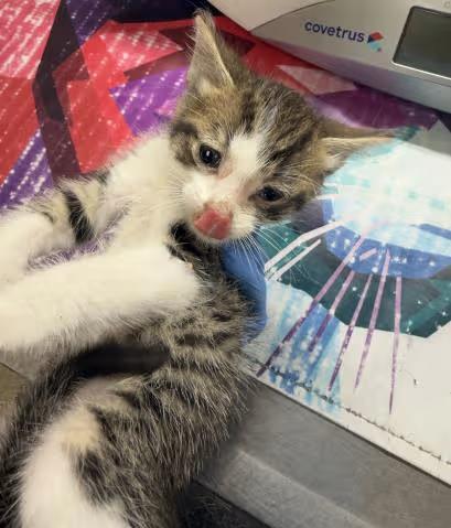 🐱 Free Cat Adoptions in Jurupa Valley — Kittens & Young Cats Await ...