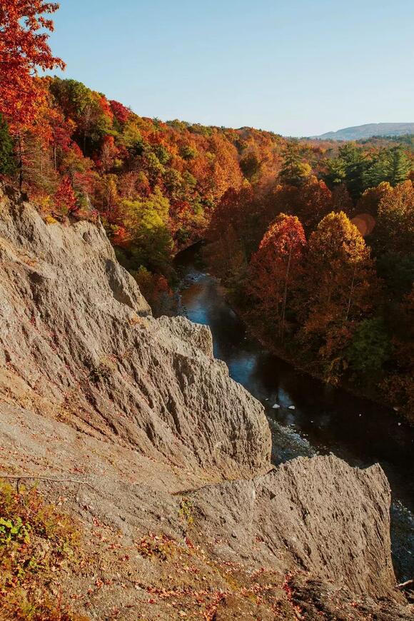 New York Confirms First Case Of Deadly Tree Disease - NewsBreak