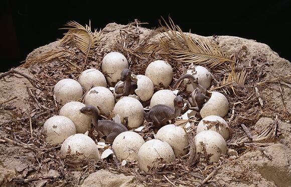 Did Some Dinosaurs Build Nests Similar to Modern Birds? - NewsBreak