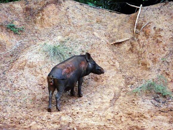 Feral Pigs Are Taking Over the US—Here’s What You Need to Know - NewsBreak