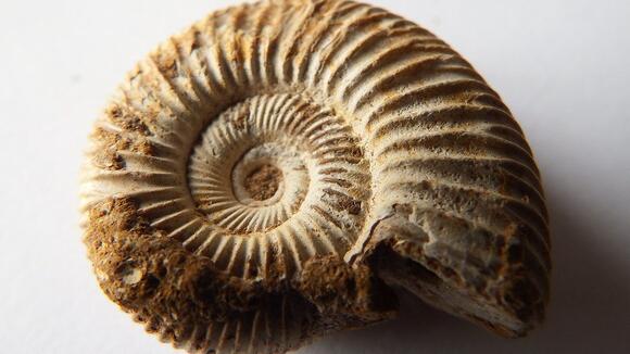Why Are Seashells Found on the Highest Mountains on Earth? - NewsBreak