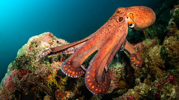 New study confirms lobsters feel pain, driving scientists to call for a ...