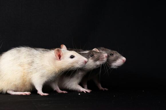 Over 200 Rescued Pet Rats Still Need Foster and Adoptive Homes - NewsBreak