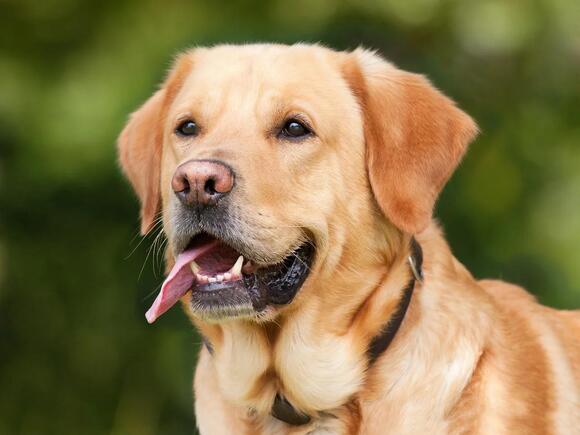 10 Happiest Dog Breeds with Positive Personalities That Will Brighten ...