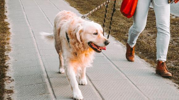 8 Psychological Reasons Why Some Humans Simply Cannot Live Without a ...