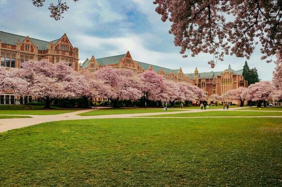2026 UW Cherry Blossom Guide: Peak Bloom Dates & Visiting Tips - NewsBreak