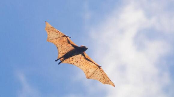 Top 20 States With The Most Bat Species - NewsBreak