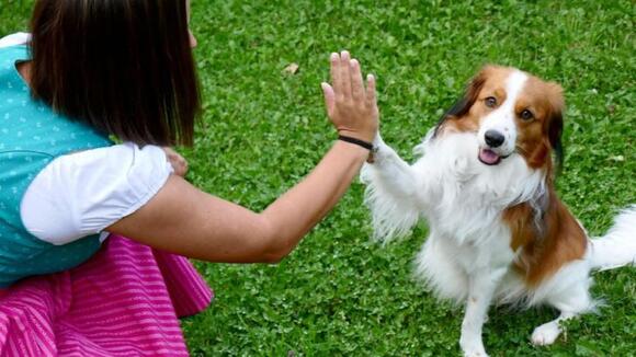 Dogs Can Understand Human Emotions With Startling Accuracy, Study ...