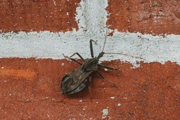 Indiana Warning: Deadly Disease Now Spreading From "Kissing Bugs ...