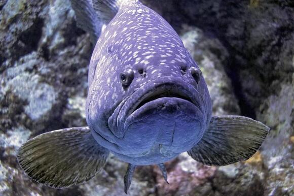 10 Animal Species That Can Change Their Gender at Will - NewsBreak