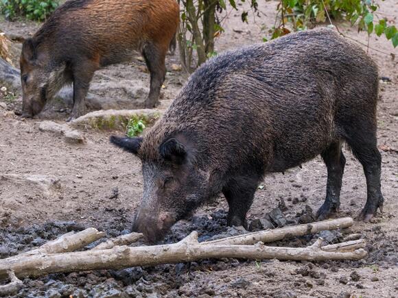 11 Most Dangerous Animals Found in Texas - NewsBreak