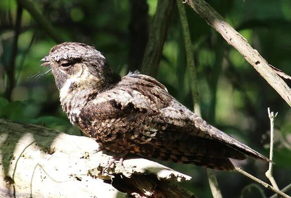 9 Birds That Sing at Night in Kentucky in 2025: Identification Made ...