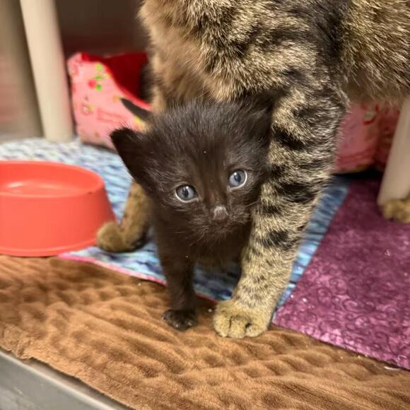 🐱 Free Cat Adoptions in Spring Hill — Kittens & Adults Waiting - NewsBreak