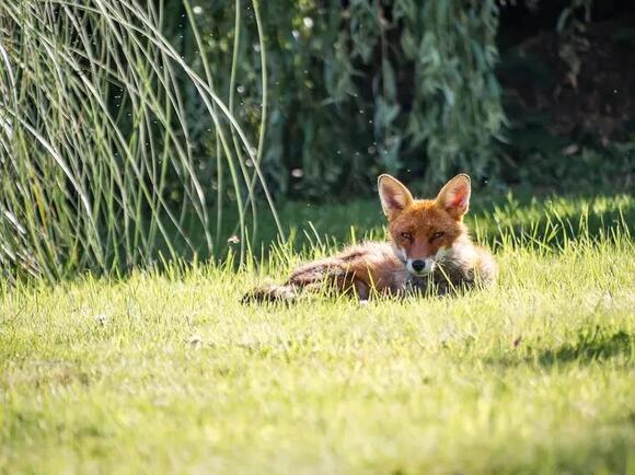 11 Amazing Facts About Red Foxes That Explain Their Urban Survival ...