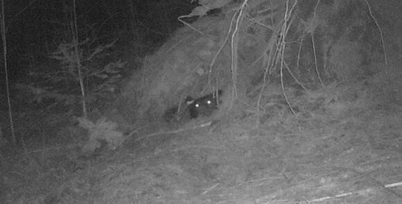WDFW Shares Amazing Update on Bear Relocated While Hibernating - NewsBreak