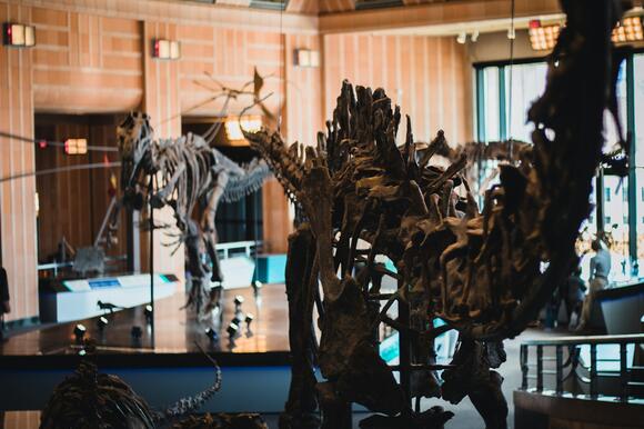 The Most Expensive Dinosaur Fossils Ever Sold at Auction - NewsBreak