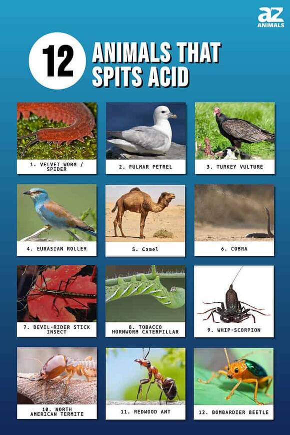 Whoa! Check Out These 12 Animals That Spit Acid - NewsBreak