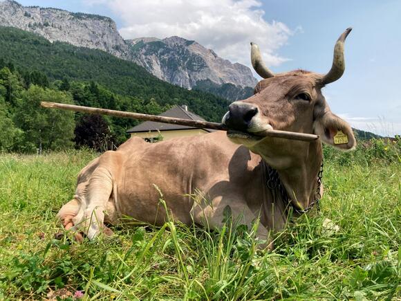 Ever watched a pet cow pick up a broom and scratch herself with it? You ...