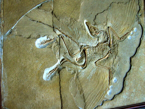 What Happens When You Find a Fossil on Federal Land? - NewsBreak