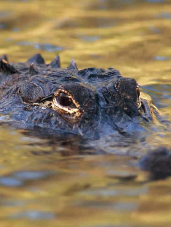 Meet Florida’s Alligator Population - NewsBreak