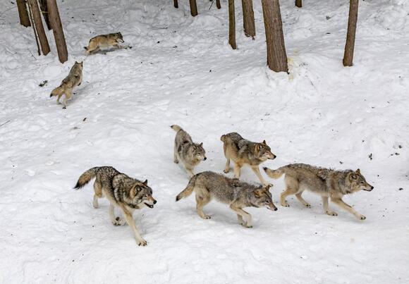 Coyote vs. Wolf: Scientists Reveal Who Hunts Smarter - NewsBreak