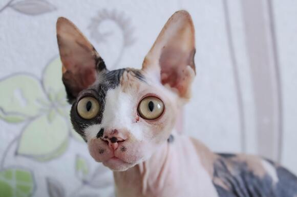 Sphynx Charm — Hairless, Warm, and Weirdly Irresistible - NewsBreak