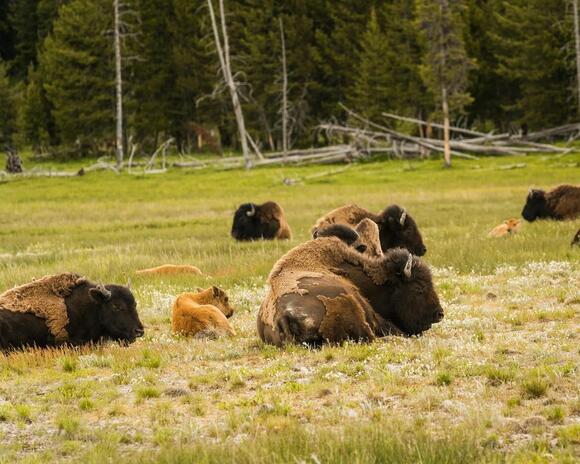 Rewilding: How Reintroducing Extinct Species Can Help Restore ...