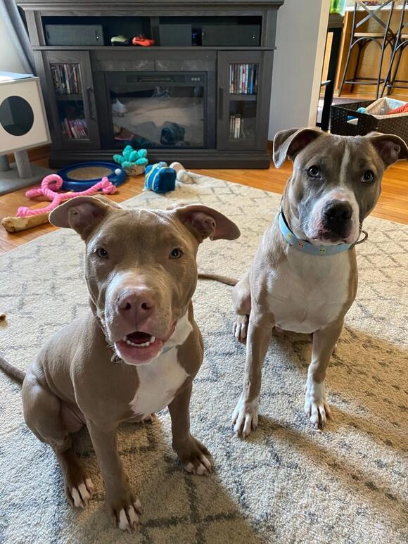 Family speaks out after 2 dogs found dead inside Town of East Troy home ...