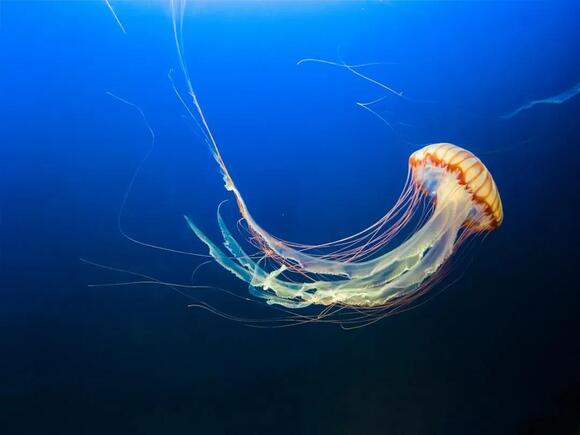 Marine Biology Says Jellyfish Have Survived Five Mass Extinction Events ...