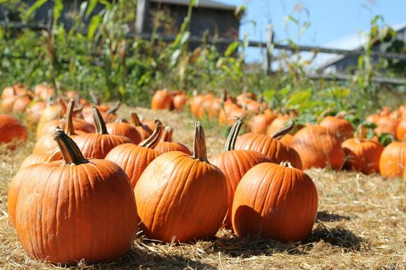 Pumpkin Patches in Port St. Lucie 2025 - NewsBreak