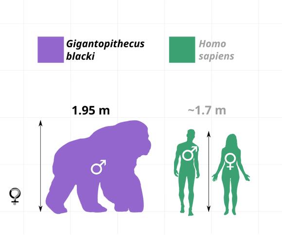 The Extinct Giant Orangutan, Gigantopithecus, That Roamed Asia - NewsBreak