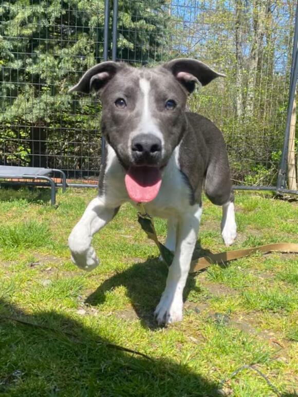 🐶 Playful, Gentle & Loyal Dogs Ready for Adoption in Fall River - NewsBreak