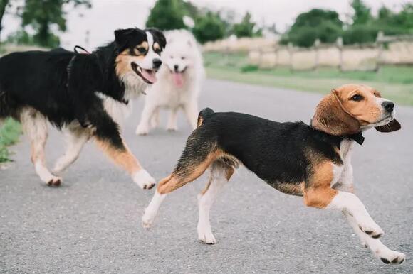 The Best Feeding Schedule for Dogs Based on Age and Activity Level ...