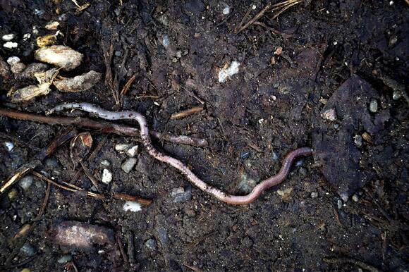The Largest Earthworm in the World - NewsBreak