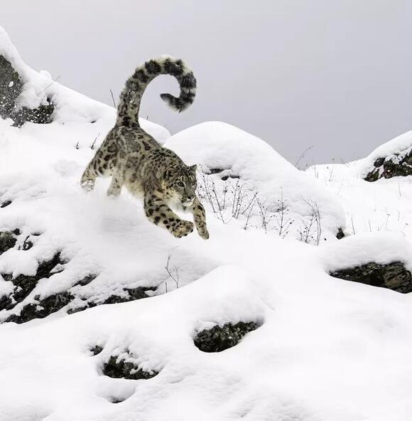Skier Mauled After Approaching Snow Leopard To Take A Photo - NewsBreak