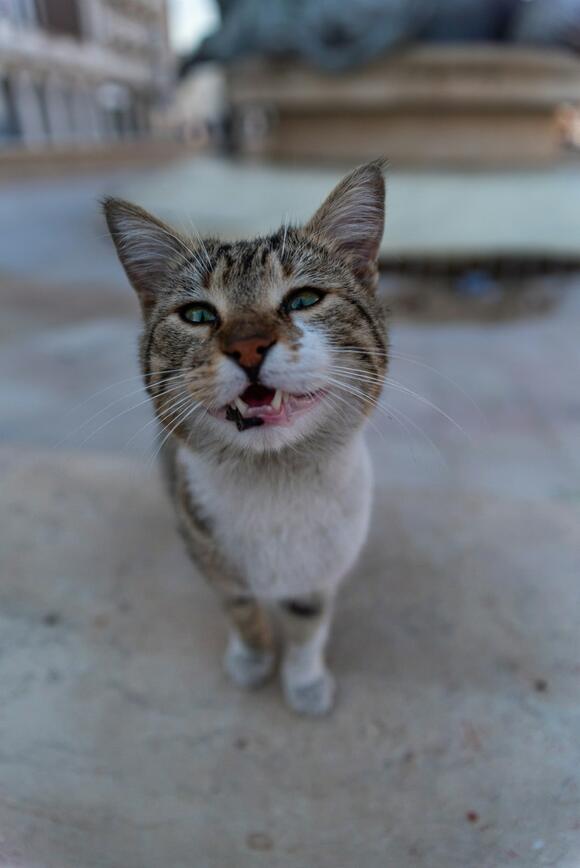 10 Unmistakable Signs Your Cat Is Proud of You - NewsBreak