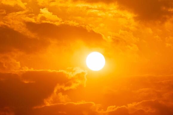 Discover 8 Animals that Represent and Are Associated With the Sun ...