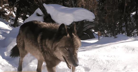 Unsolved Mystery Deepens as Great Lakes Gray Wolf Found 900 Miles Away ...