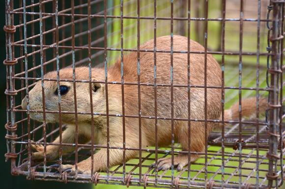 The Prairie Dog Language: How North Dakota’s Tiny Rodents Have One of ...