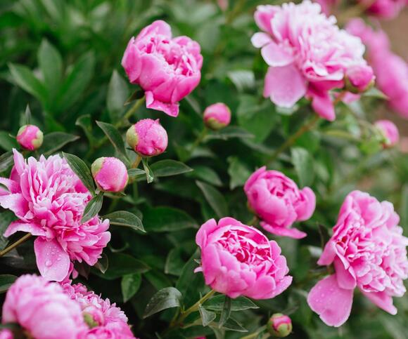 6 Plants That Aren’t Worth Starting From Seed – and 2 Easy Ones to Sow ...