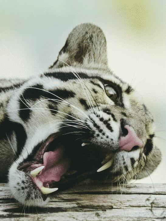 Little-Known Facts About the Top Ten Big Cat Species of the World ...