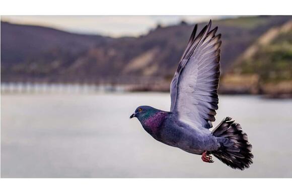 How Animals Can Always Find Their Way Home - NewsBreak