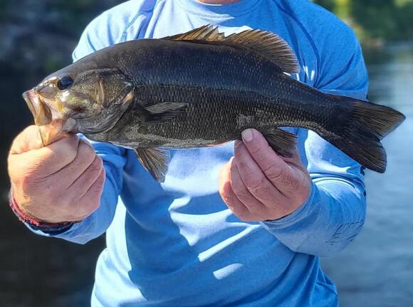 Catch and kill bass derby at Moosehead sets off social media firestorm ...